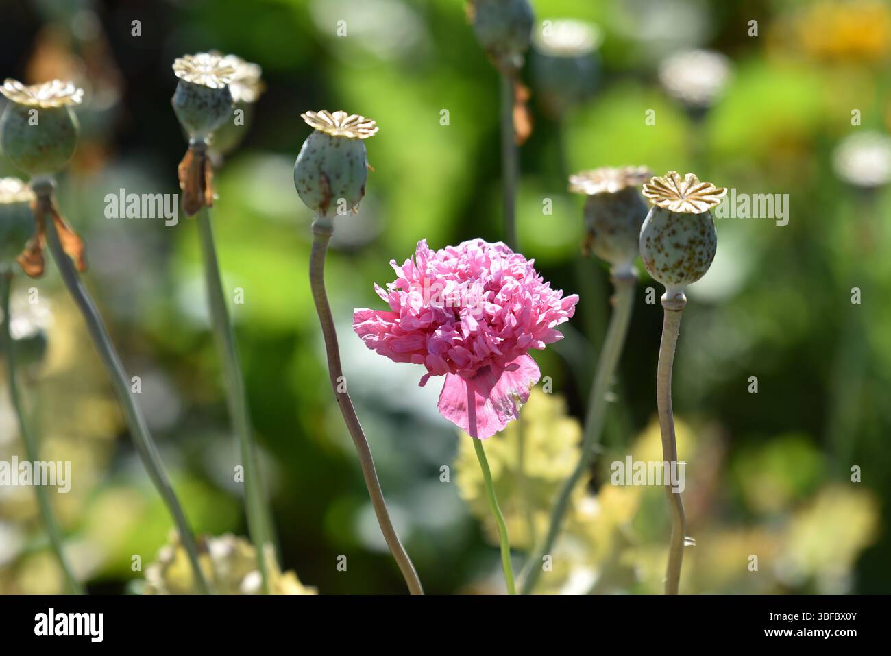 Poppy heads and flower The poppy plant, Papaver somniferum, commonly ...