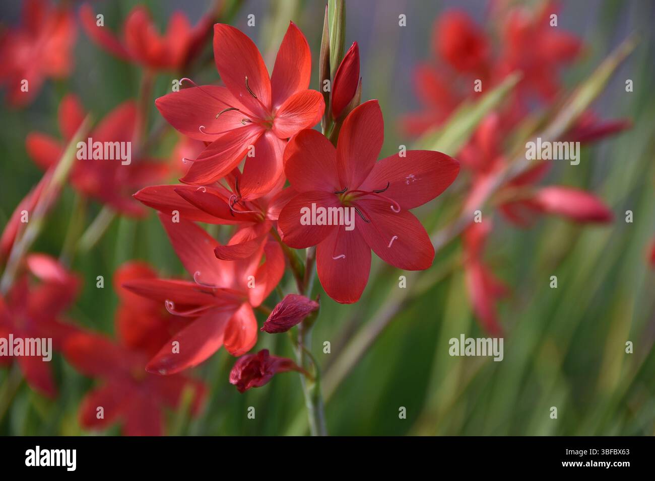 Scarlet river lily hi-res stock photography and images - Alamy