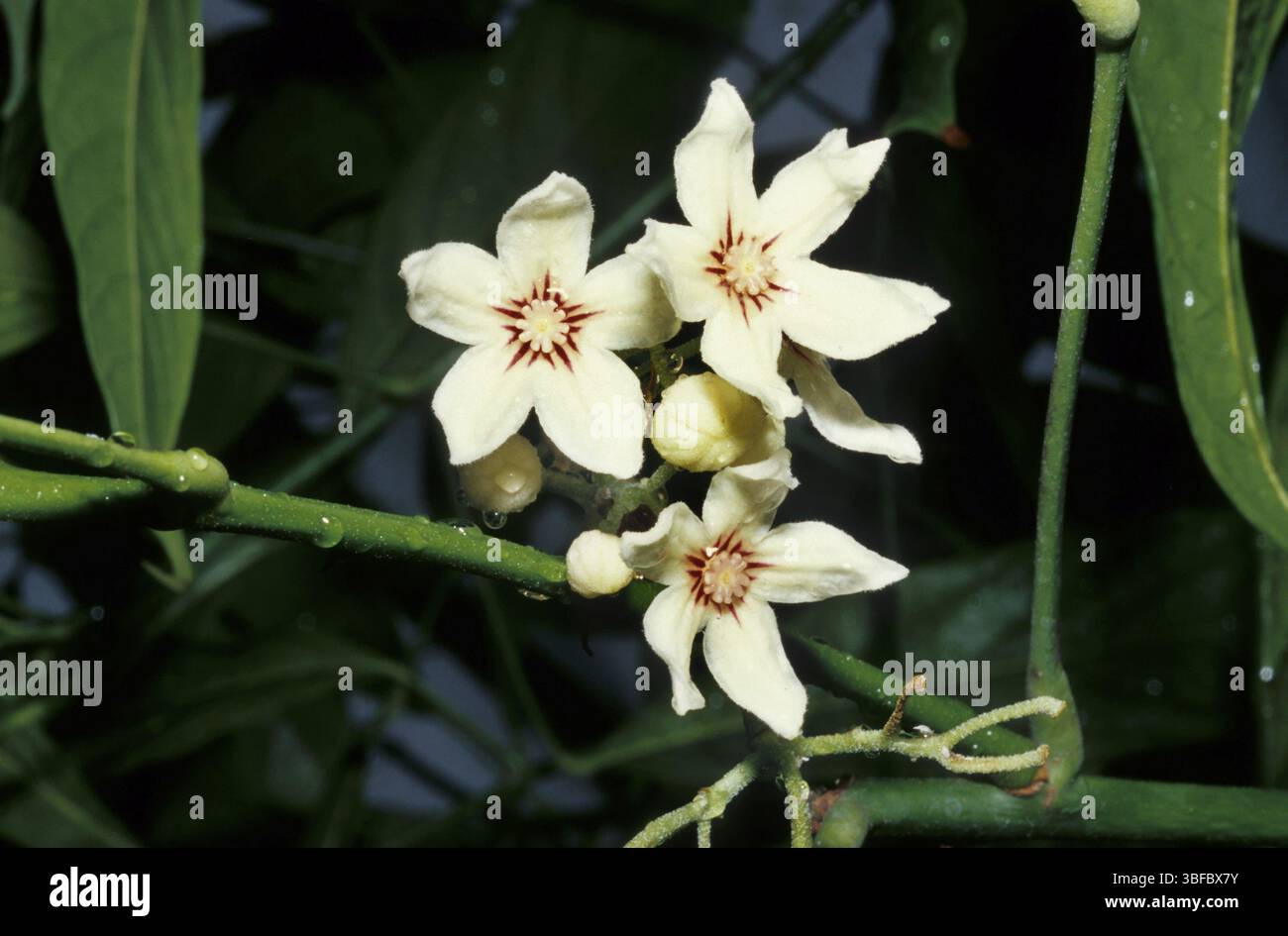 Bitter kola nut (Cola nitida Stock Photo - Alamy