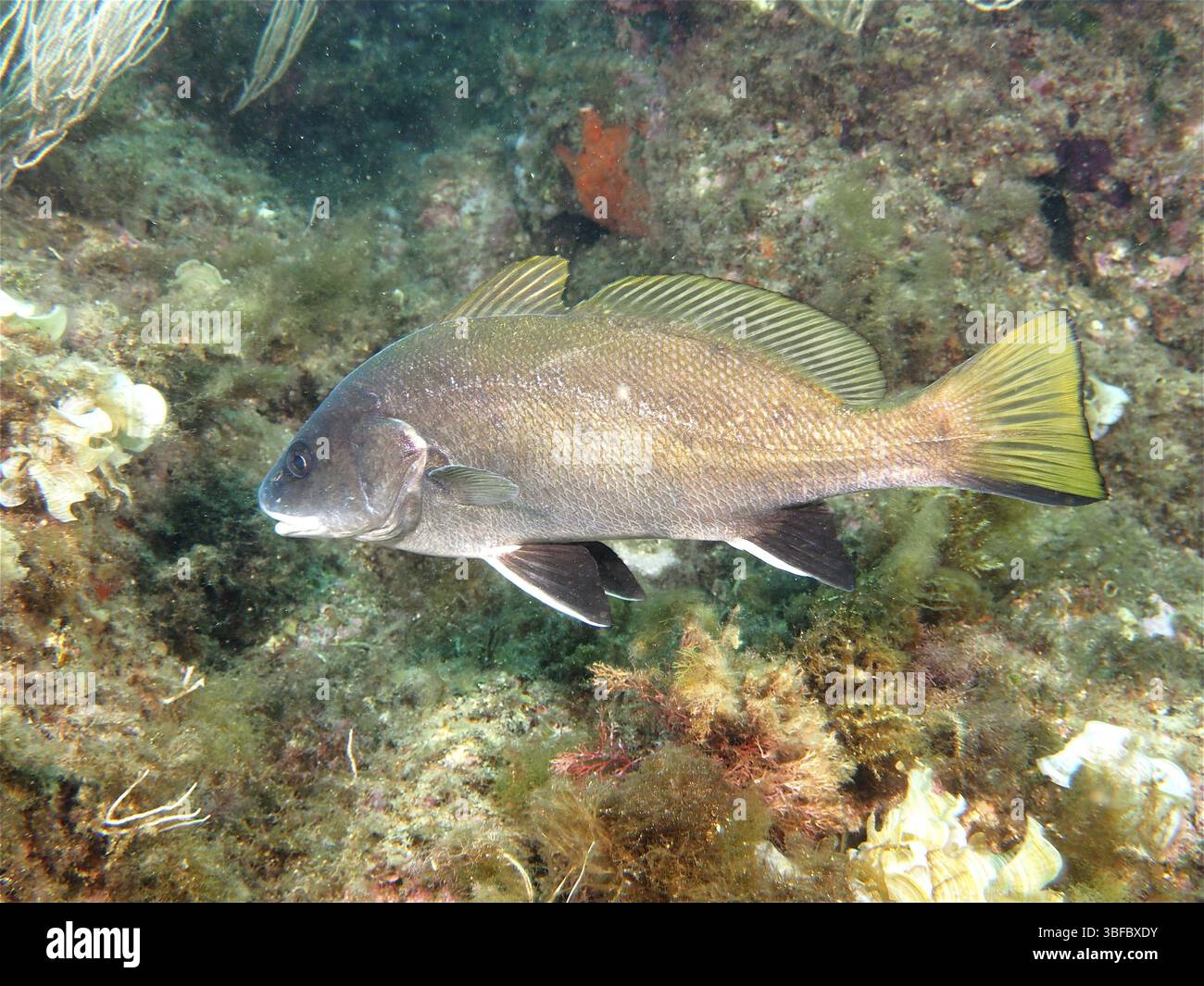 Mullet (Sciaena umbra Corvina nigra Stock Photo - Alamy