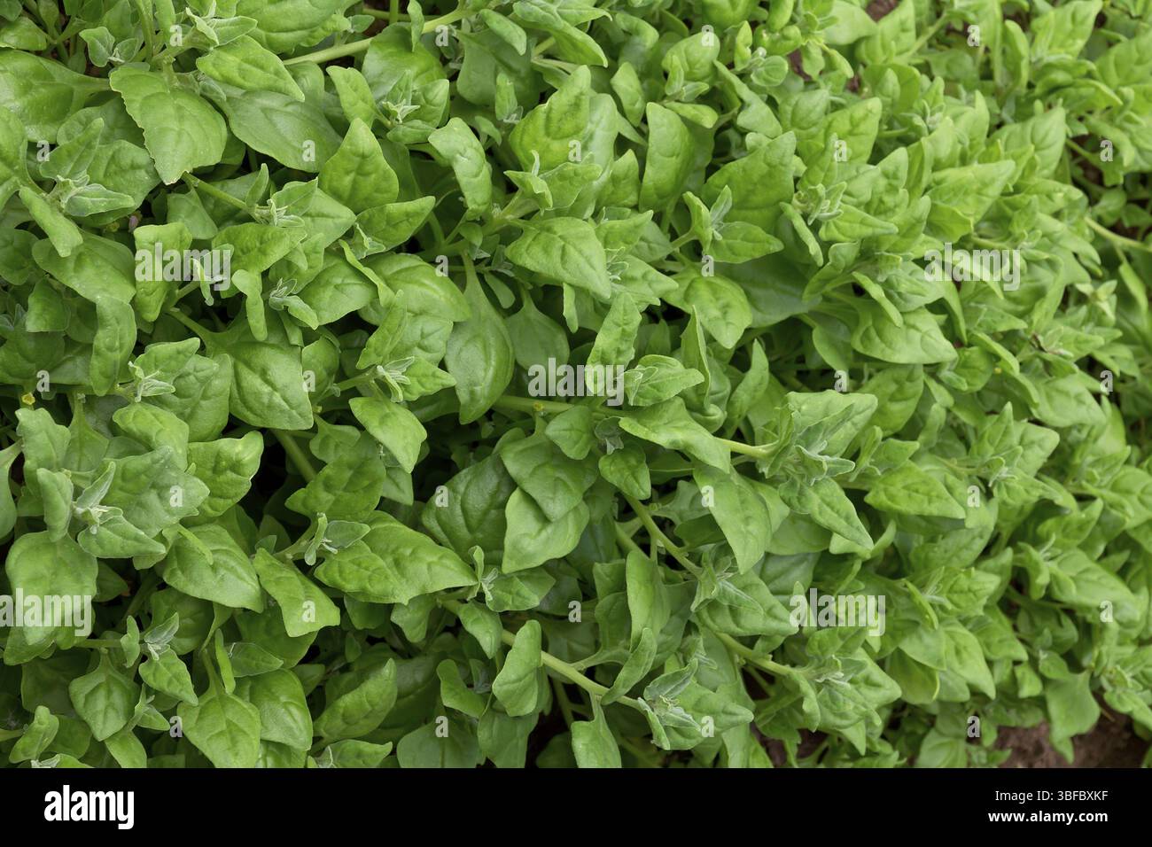 New Zealand spinach (Tetragonia tetragonioides Stock Photo - Alamy