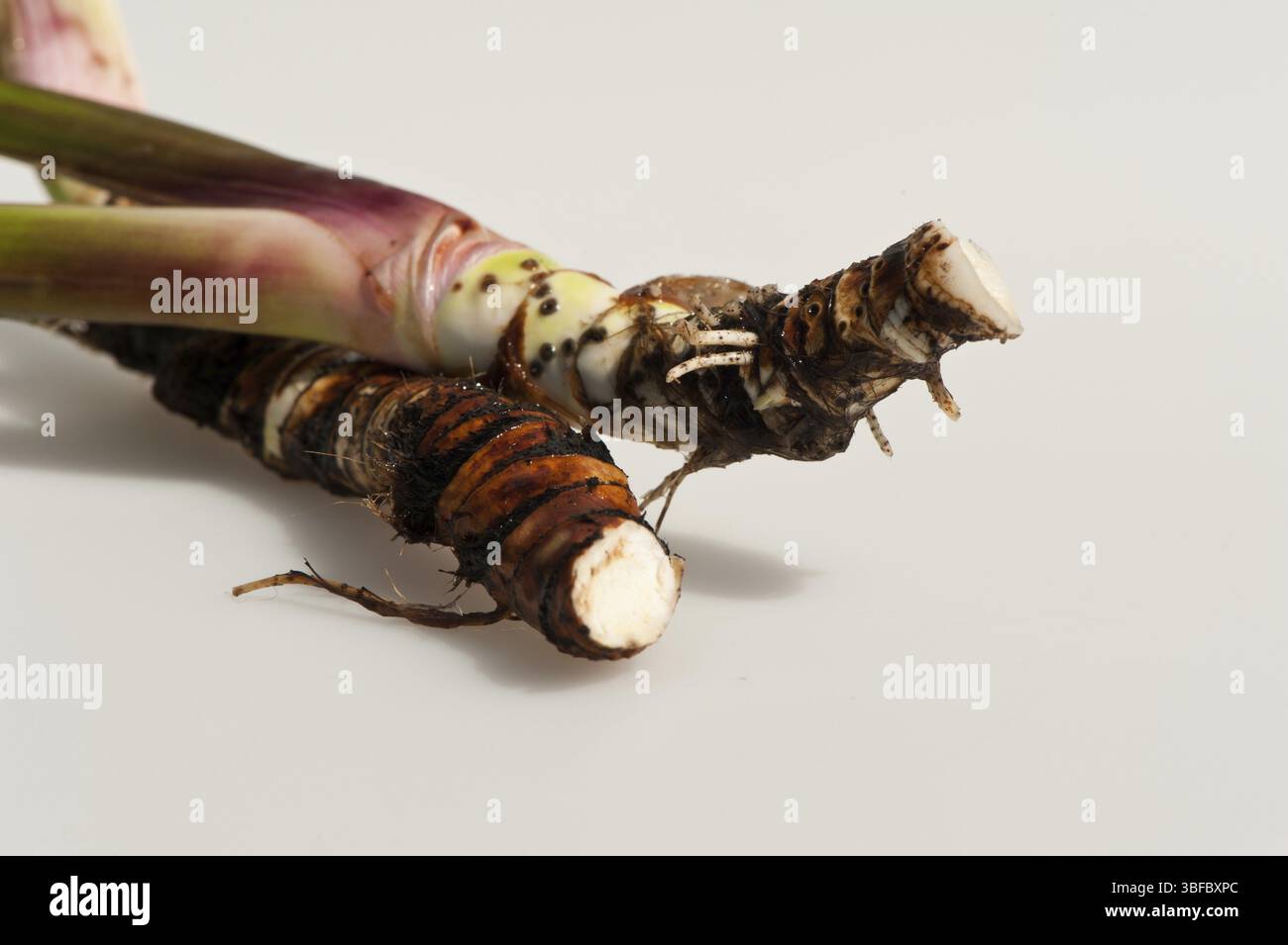Calamus root (Acorus calamus Stock Photo - Alamy