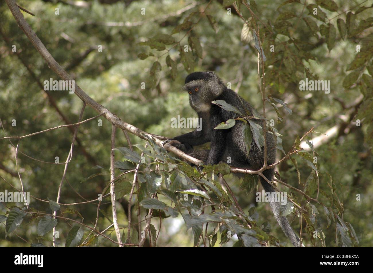 Owl monkey (Cercopithecus mitis cf stuhlmanni Stock Photo - Alamy