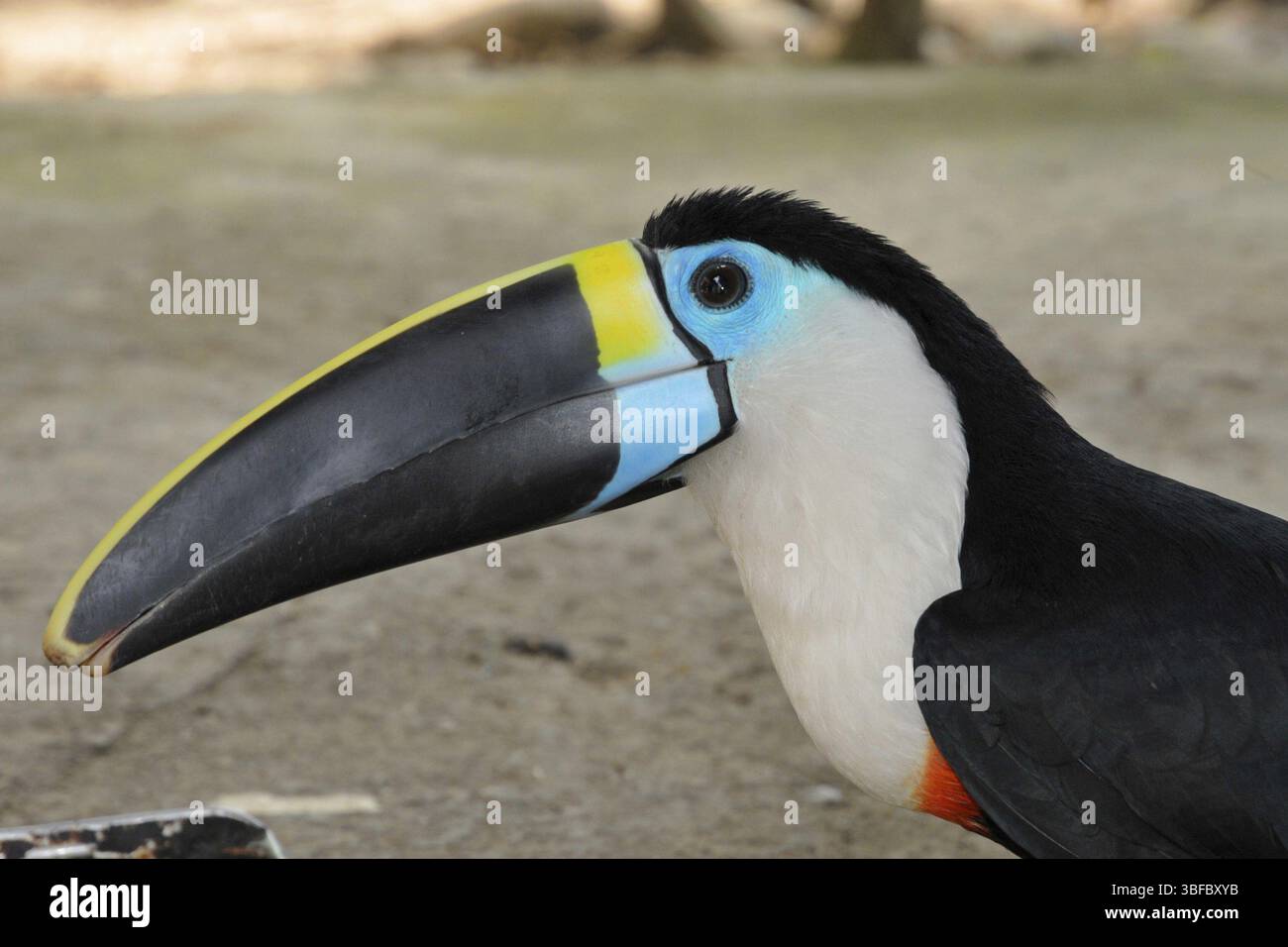 White-breasted toucan (Ramphastos tucanus Stock Photo - Alamy