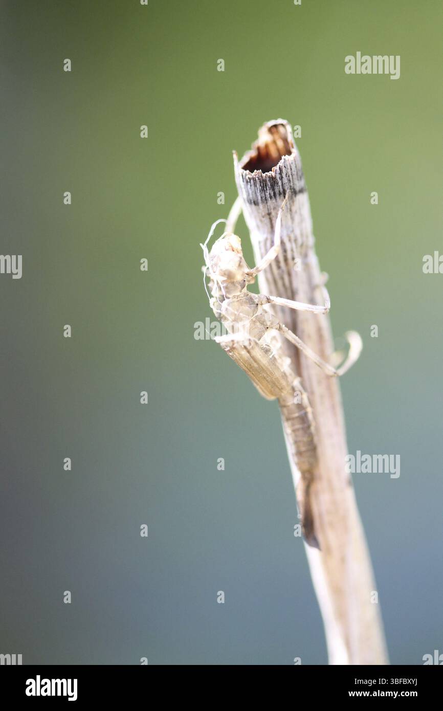 Large red damselfly - Exuvia (Pyrrhosoma nymphula Stock Photo - Alamy