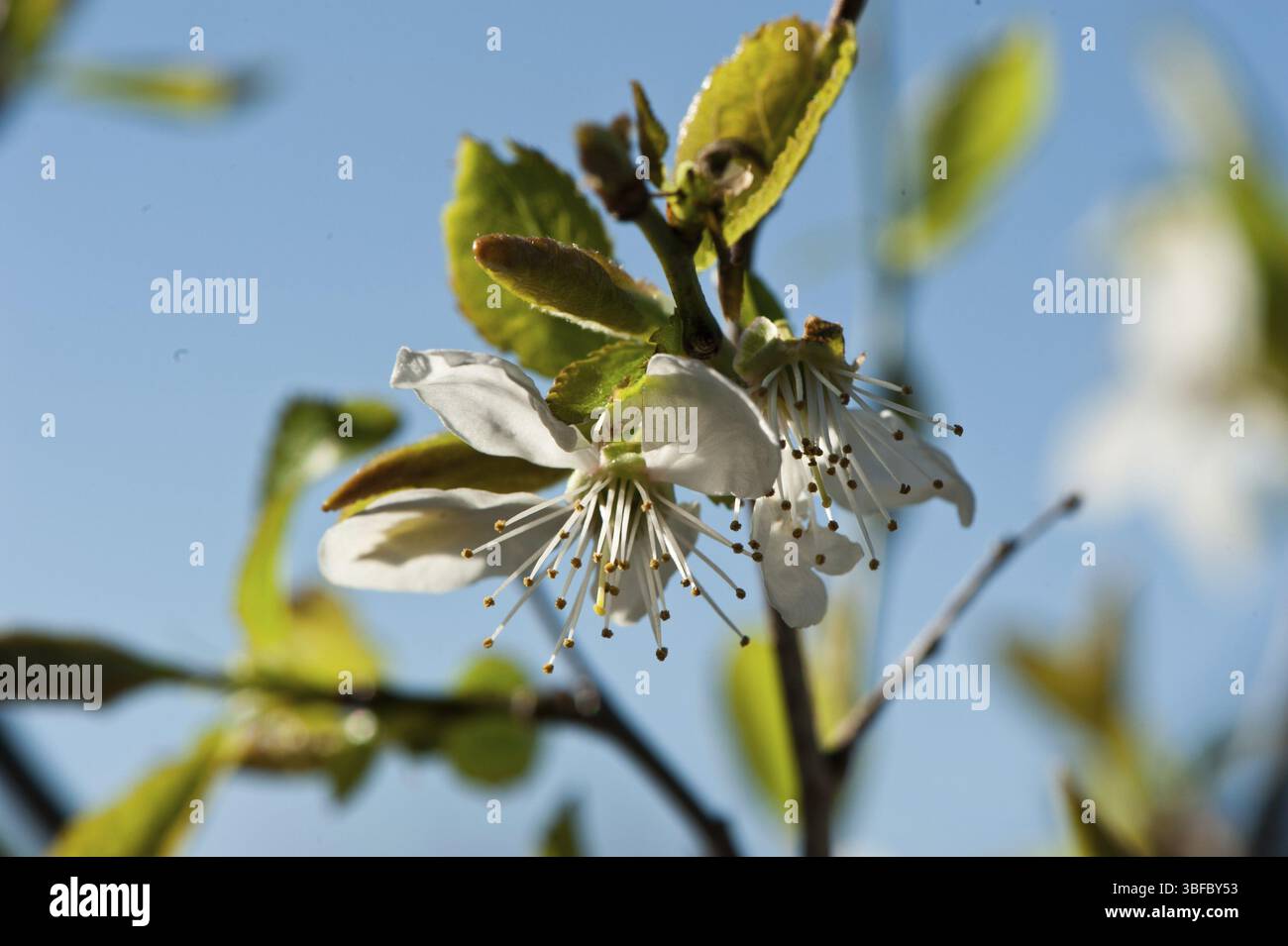 Mirabelle plum blossom (Prunus domestica syriaca Stock Photo - Alamy