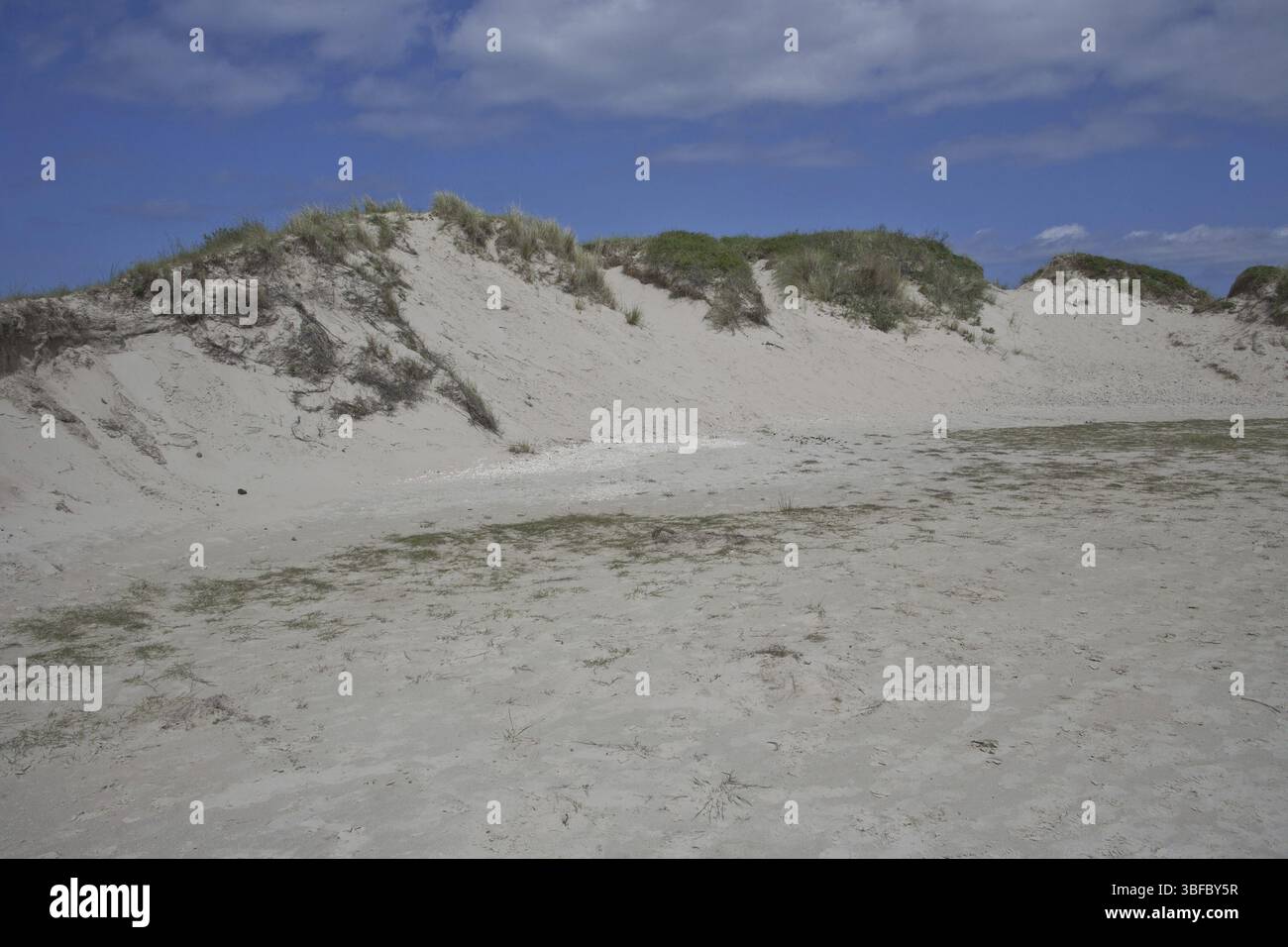 Slufter nature park island texel hi-res stock photography and images - Alamy