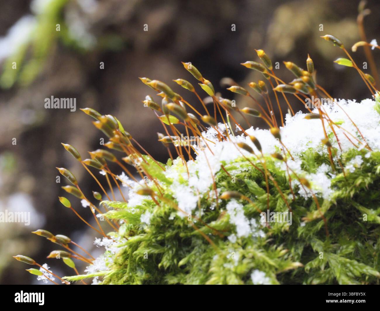 Dicranum scoparium, broom moss capsules (Dicranum scoparium Stock Photo ...