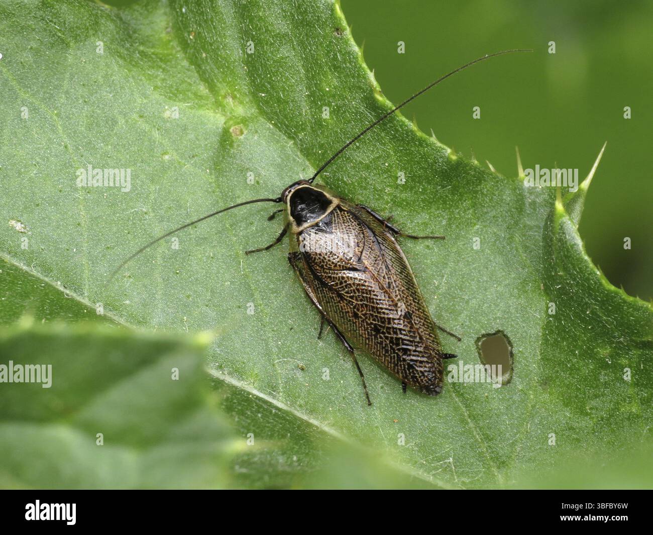 Dusky cockroach (Ectobius lapponicus Stock Photo - Alamy