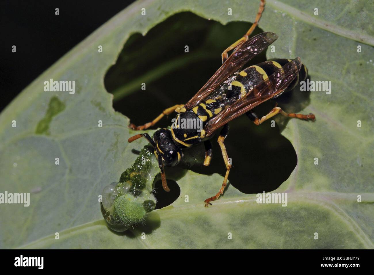 French field wasp (Polistes dominula Stock Photo - Alamy
