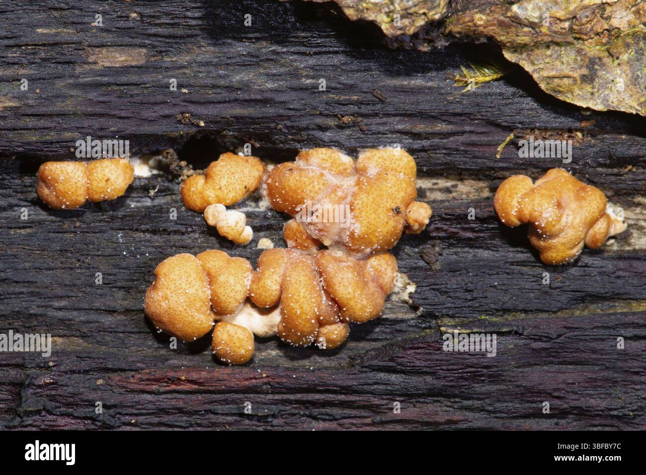 Disc mushroom hi-res stock photography and images - Alamy