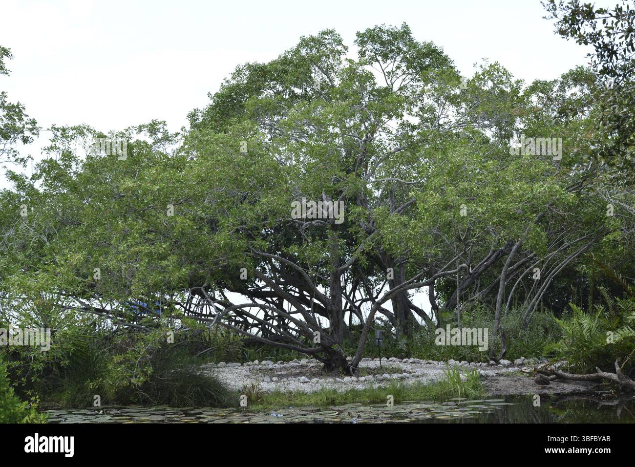 Button mangrove (Conocarpus erectus Stock Photo - Alamy