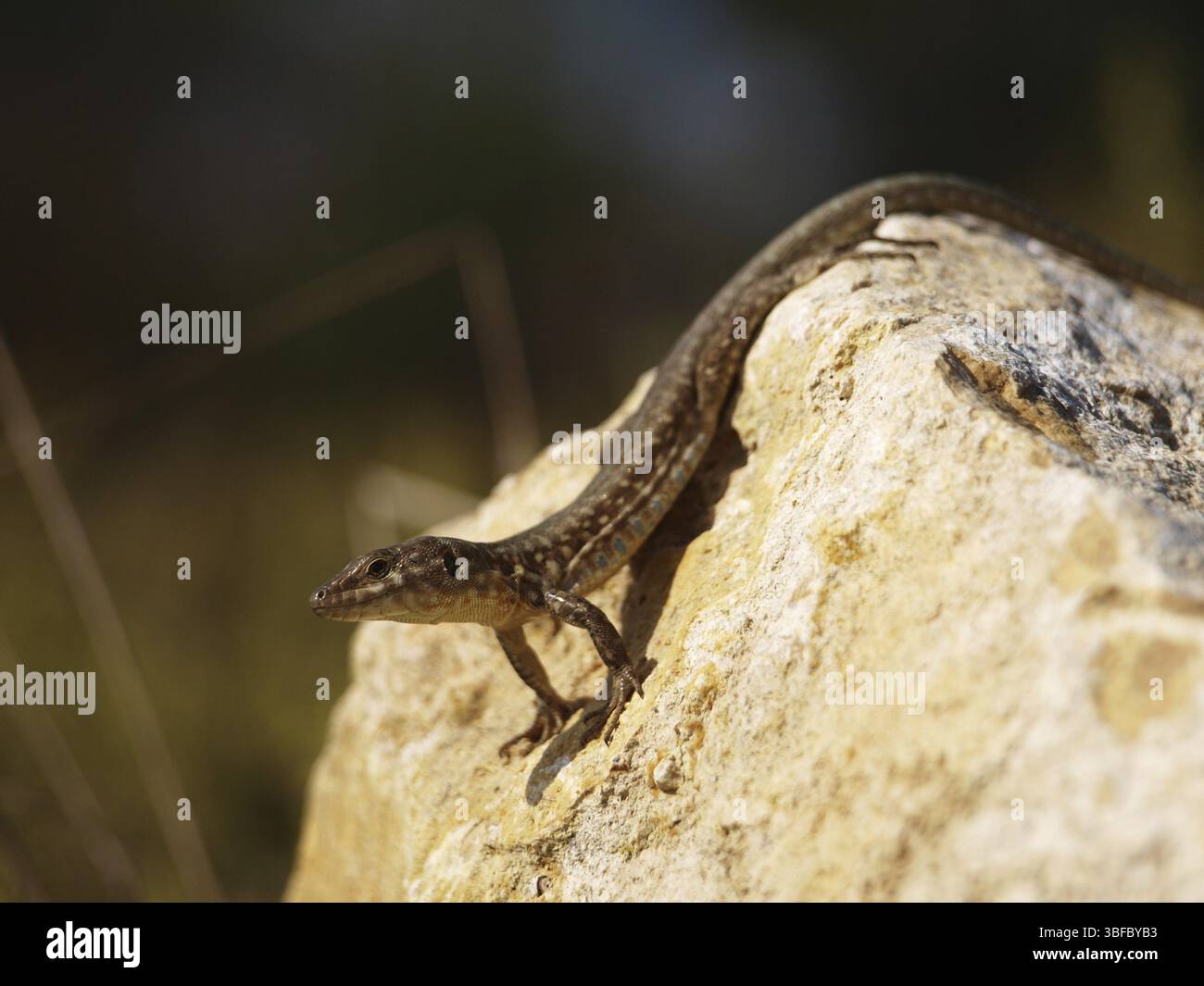 Filfolensis hi-res stock photography and images - Alamy