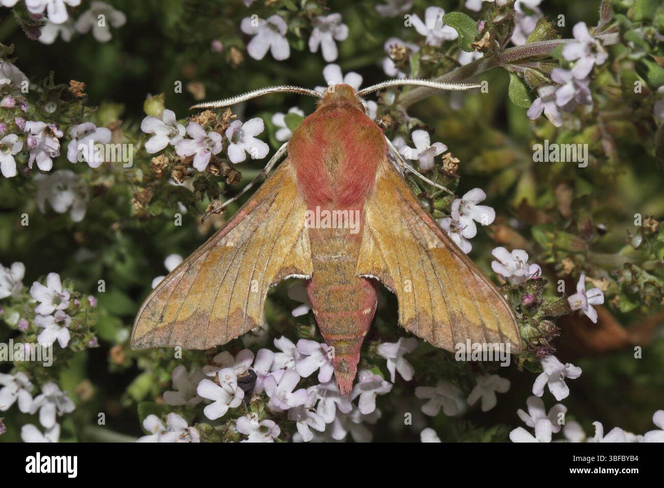 Small elephant hawk-moth (Deilephila porcellus Stock Photo - Alamy
