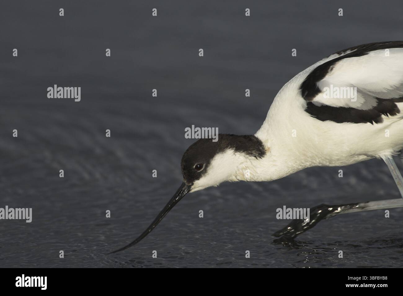 Avocet with young (Recurvirostra avosetta Stock Photo - Alamy