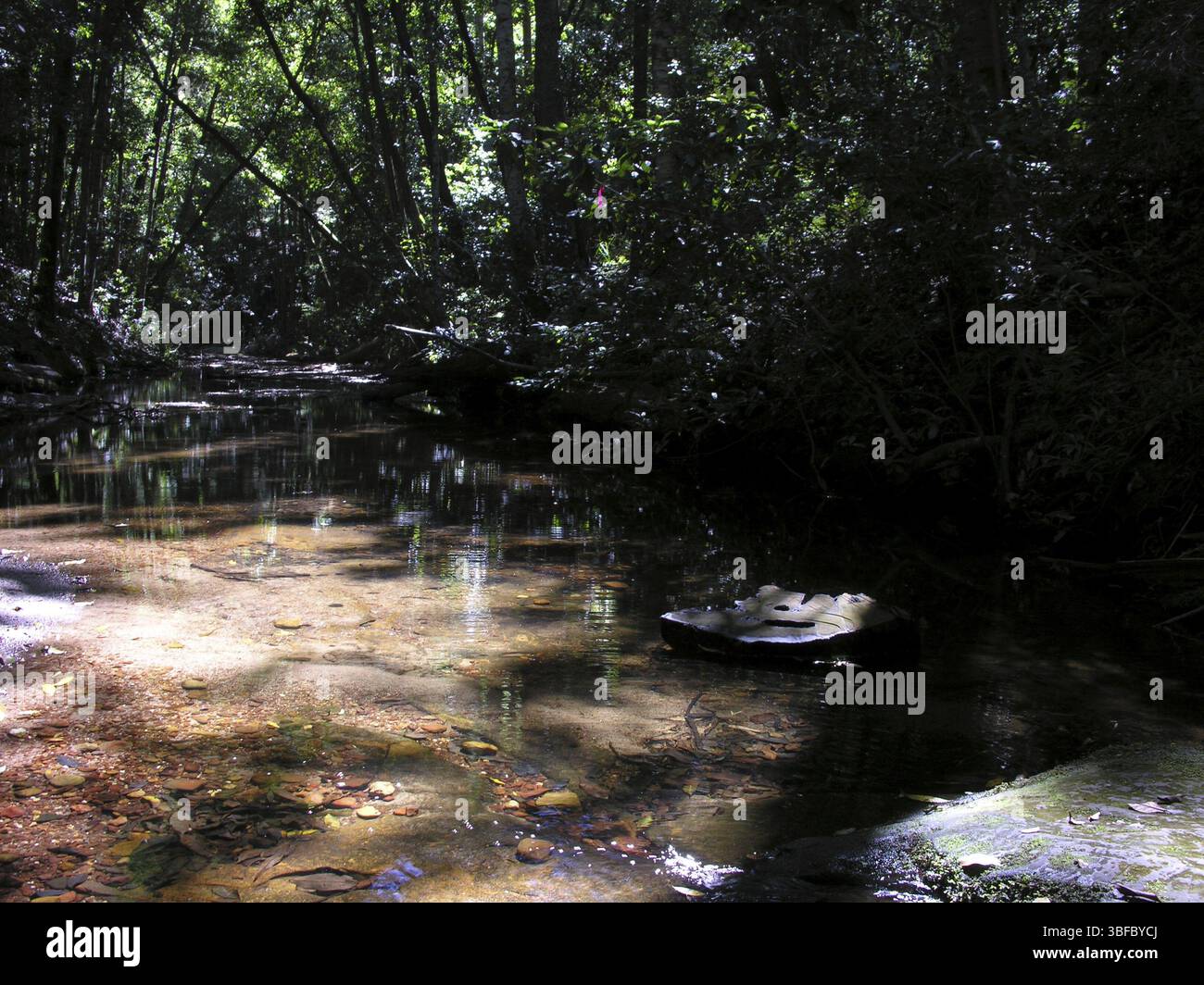 Primeval forest river Stock Photo - Alamy