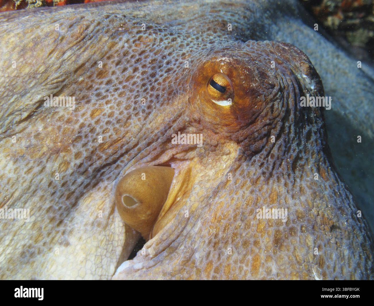 Common octopus (Octopus vulgaris Stock Photo - Alamy