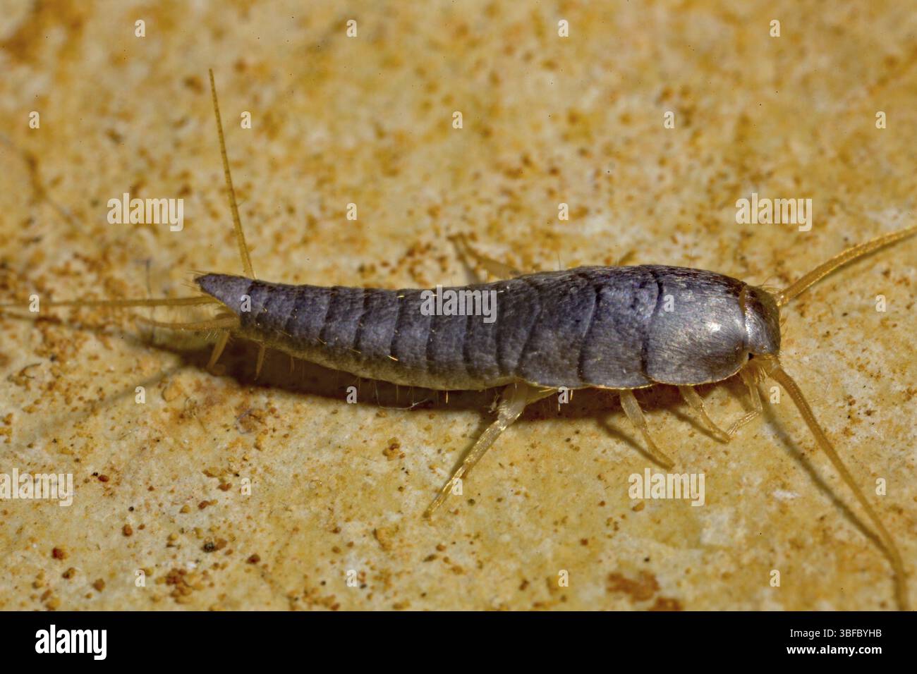 Silverfish (Lepisma saccharina Stock Photo - Alamy