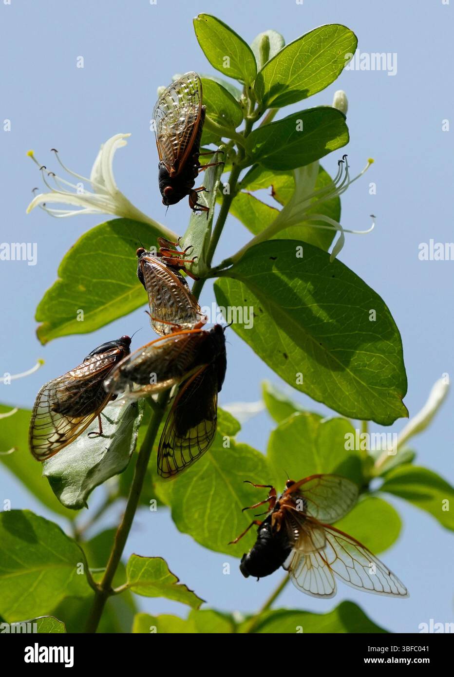 Periodical cicadas fly among the tree tops at Valley View Nature ...