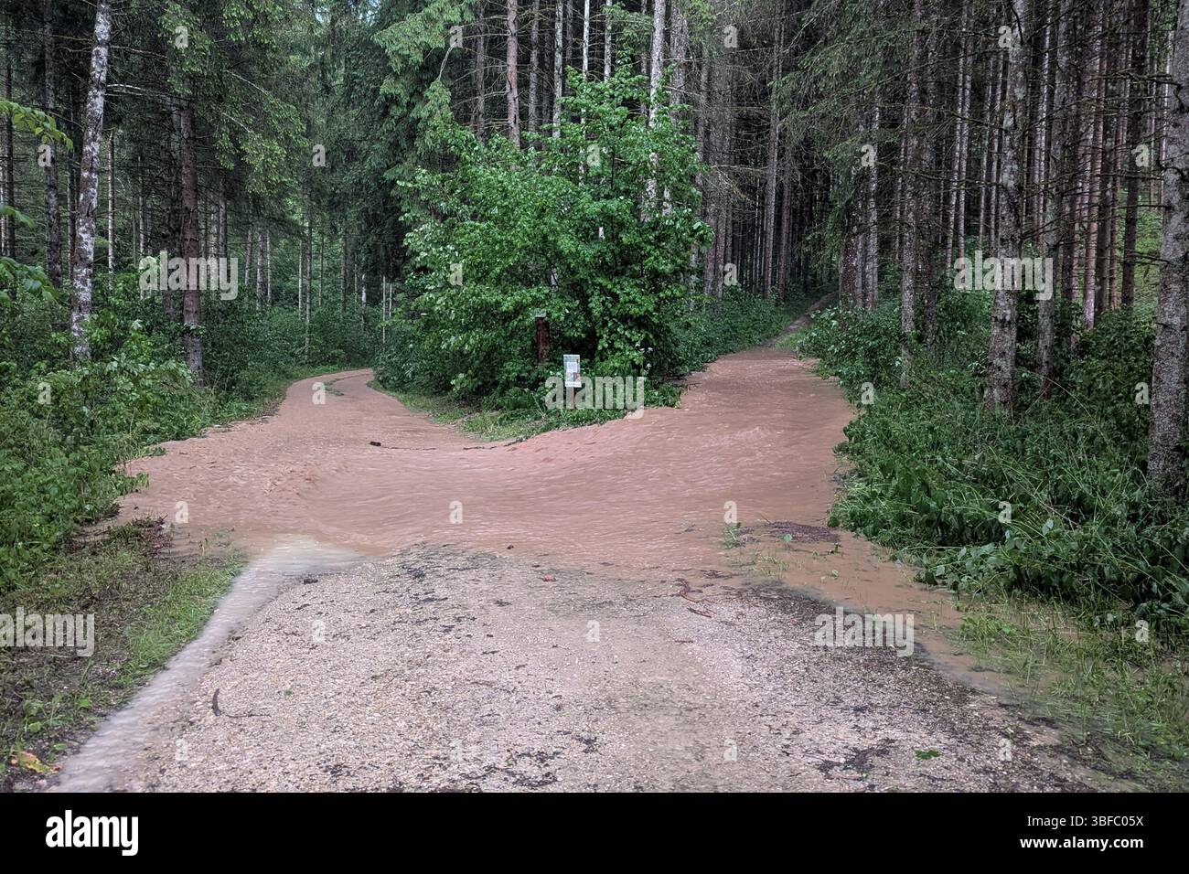Blaustein, Germany. 31st May, 2025. Surface water runs down a forest ...
