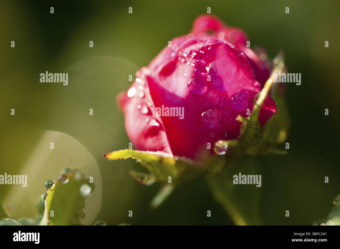 Rose-de-Resht (Rosa carina Stock Photo - Alamy