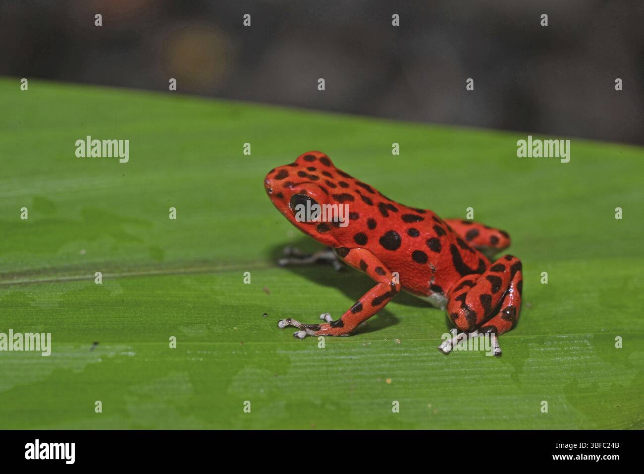 Strawberry frog (Oophaga pumilio Stock Photo - Alamy