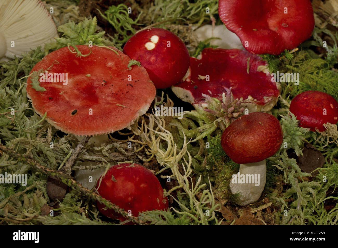 Cherry red russula (Russula emetica Stock Photo - Alamy