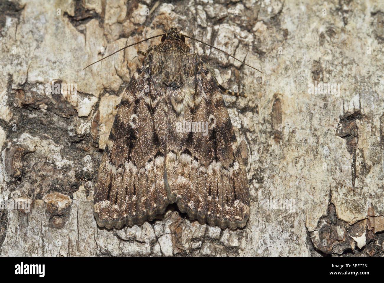 Pyramid owl (Amphipyra pyramidea Stock Photo - Alamy