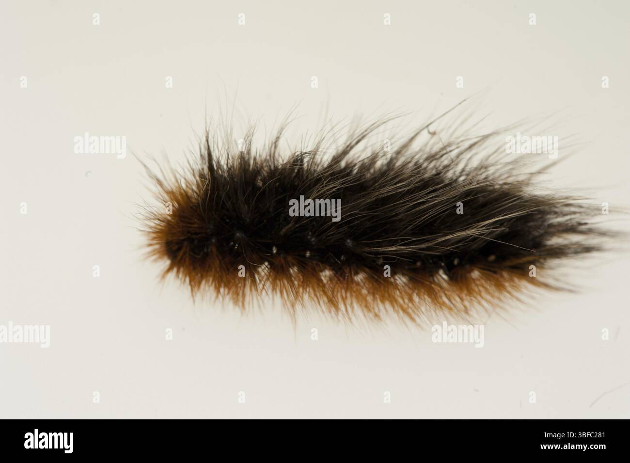 Garden tiger moth (Arctia caja Stock Photo - Alamy