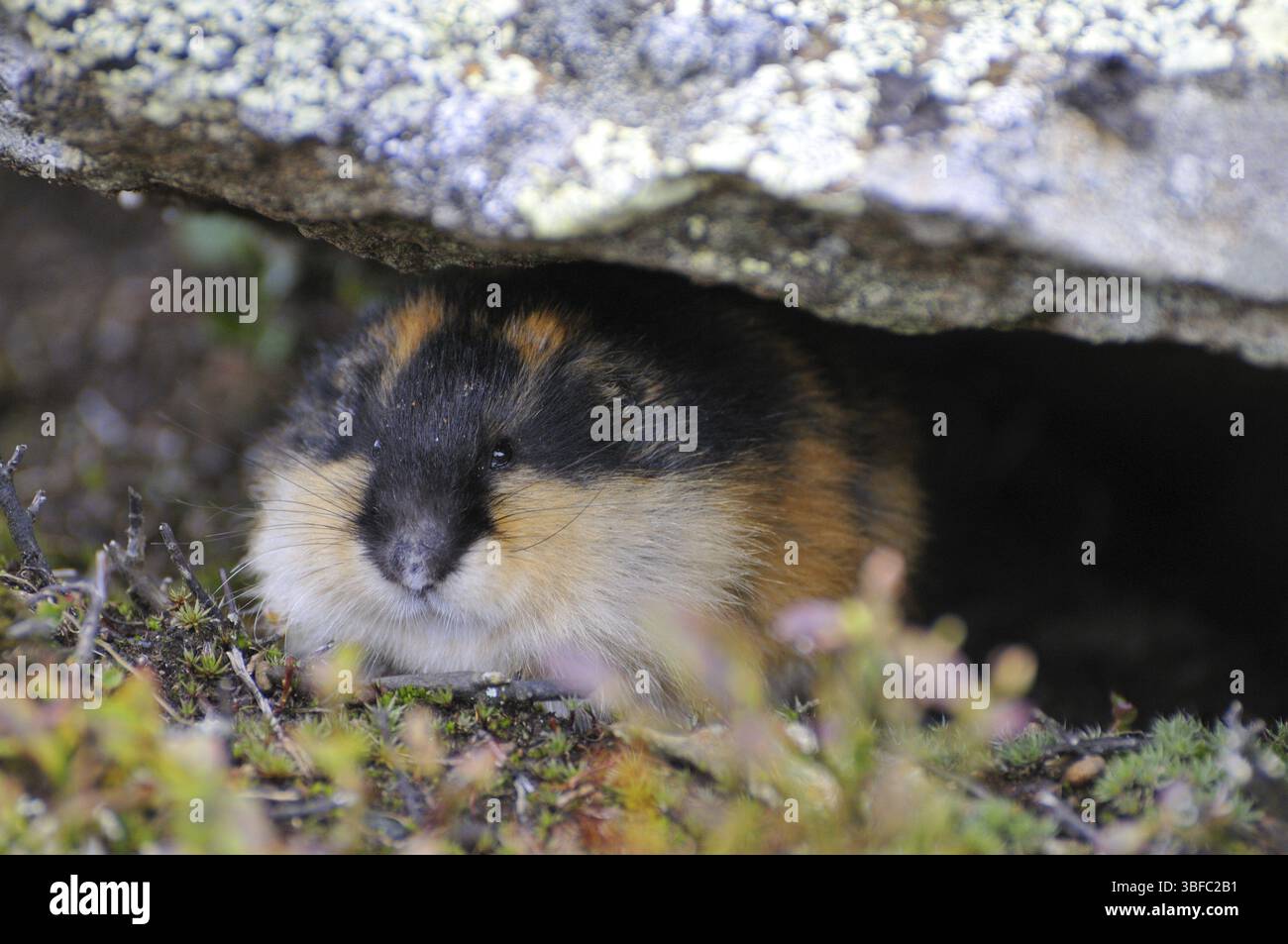 True lemmings (Lemmus Stock Photo - Alamy