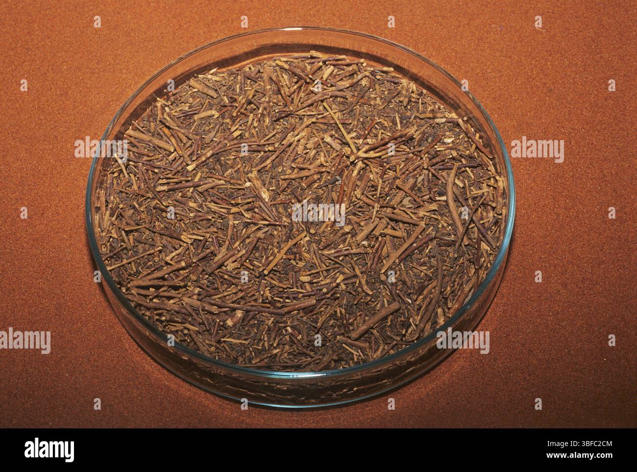 Pituri (Duboisia myoporoides Stock Photo - Alamy