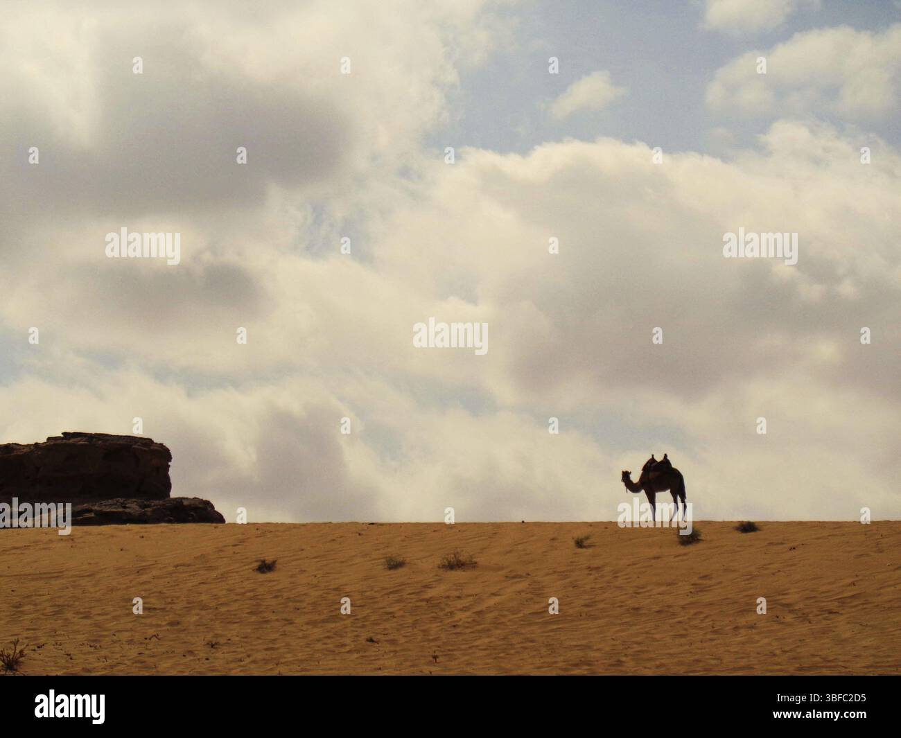 A camel in a dessert Stock Photo - Alamy