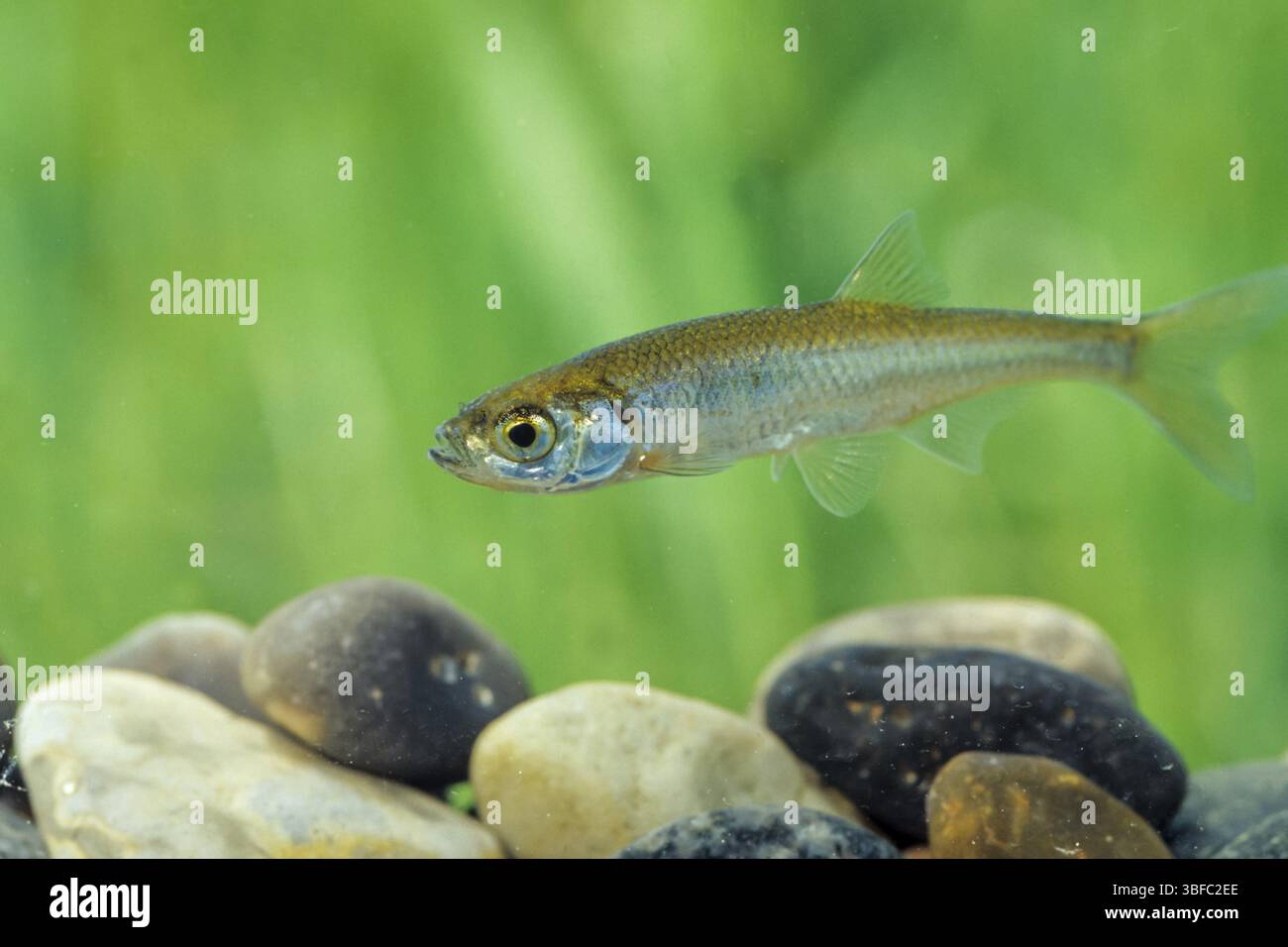 Moderlieschen (Leucaspius delineatus Stock Photo - Alamy