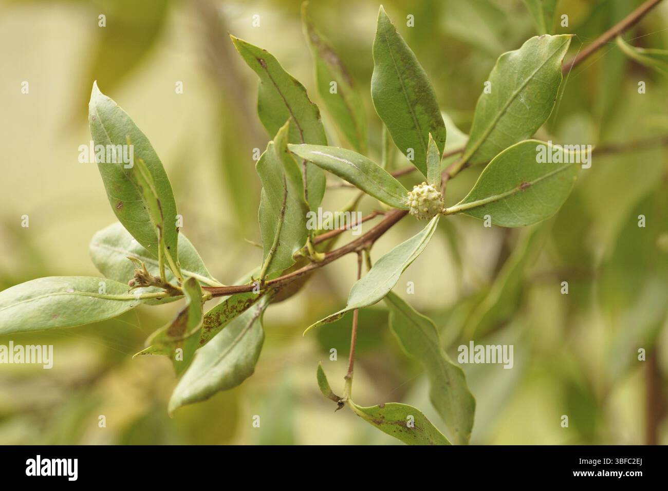 Button mangrove (Conocarpus erectus Stock Photo - Alamy