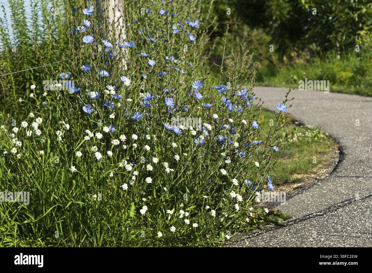 Cultivated chicory plant cichorium hi-res stock photography and images ...