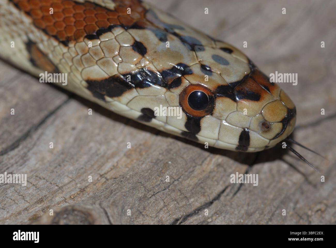 Leopard snake european ratsnake hi-res stock photography and images - Alamy