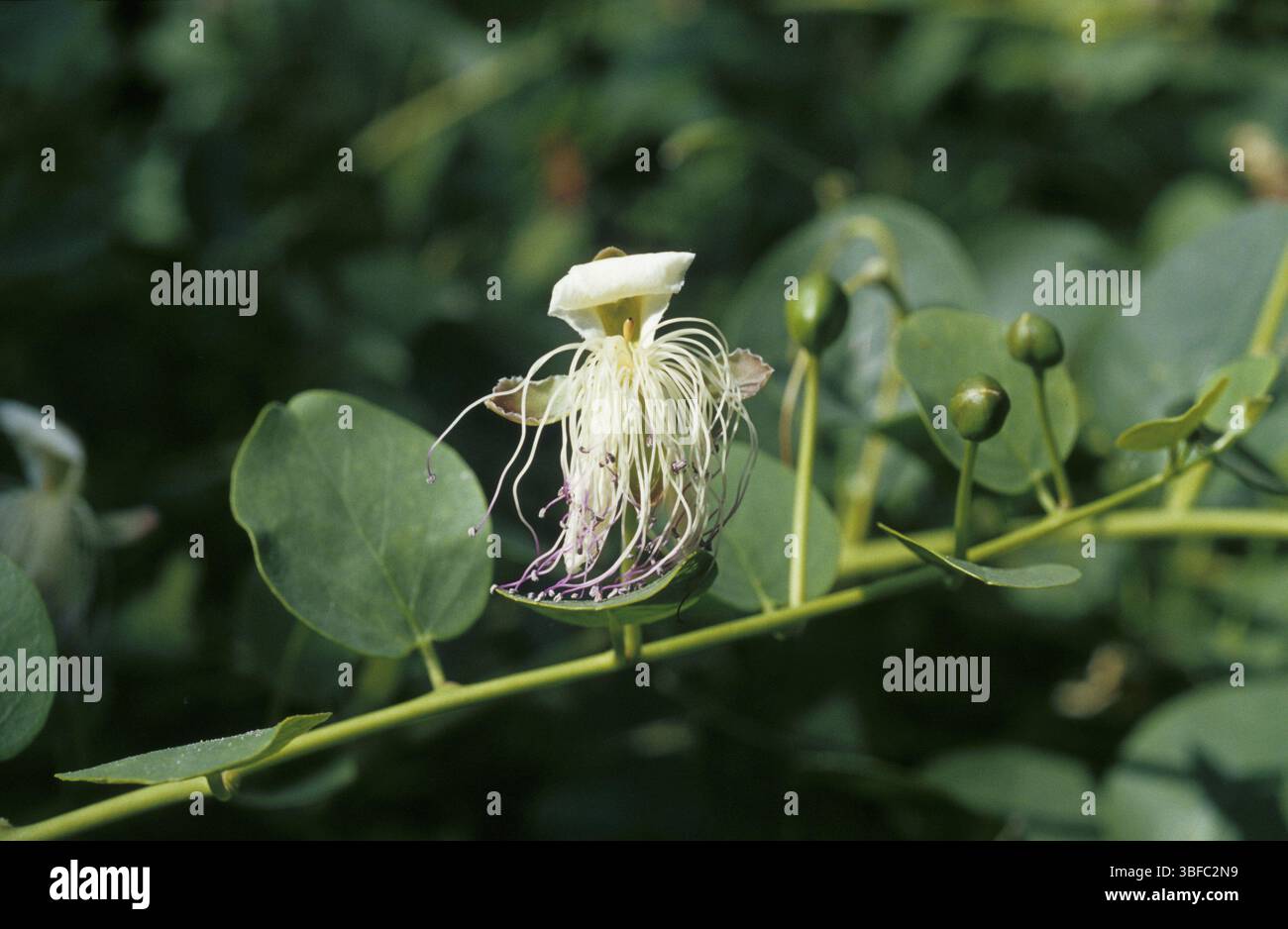 Caper bush (Capparis spinosa Stock Photo - Alamy