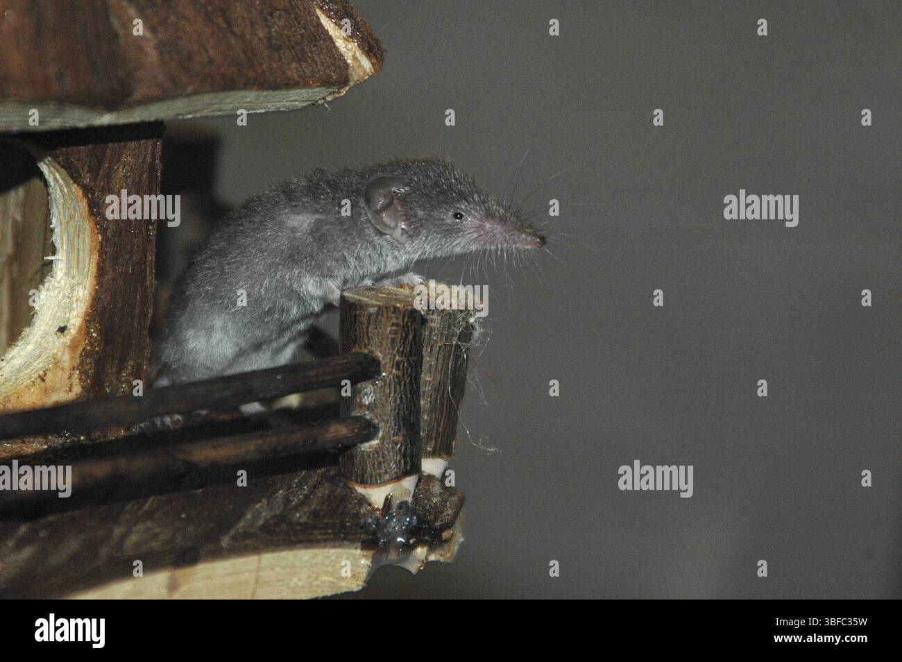 Shrew (Genus soricidae Stock Photo - Alamy