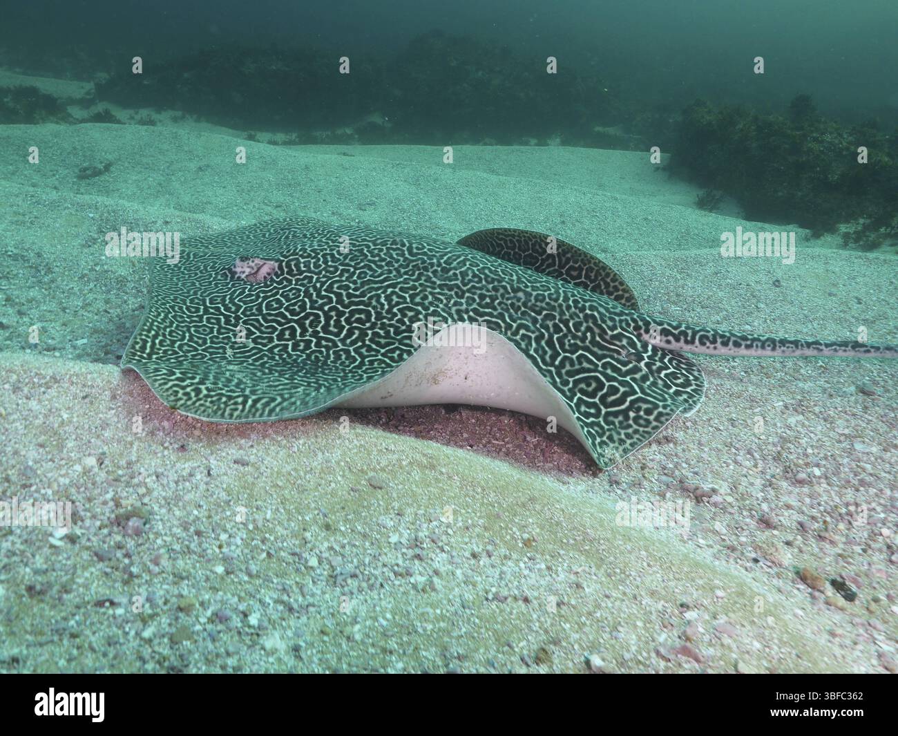 Indo-Pacific stingray (Honeycomb whipray Stock Photo - Alamy