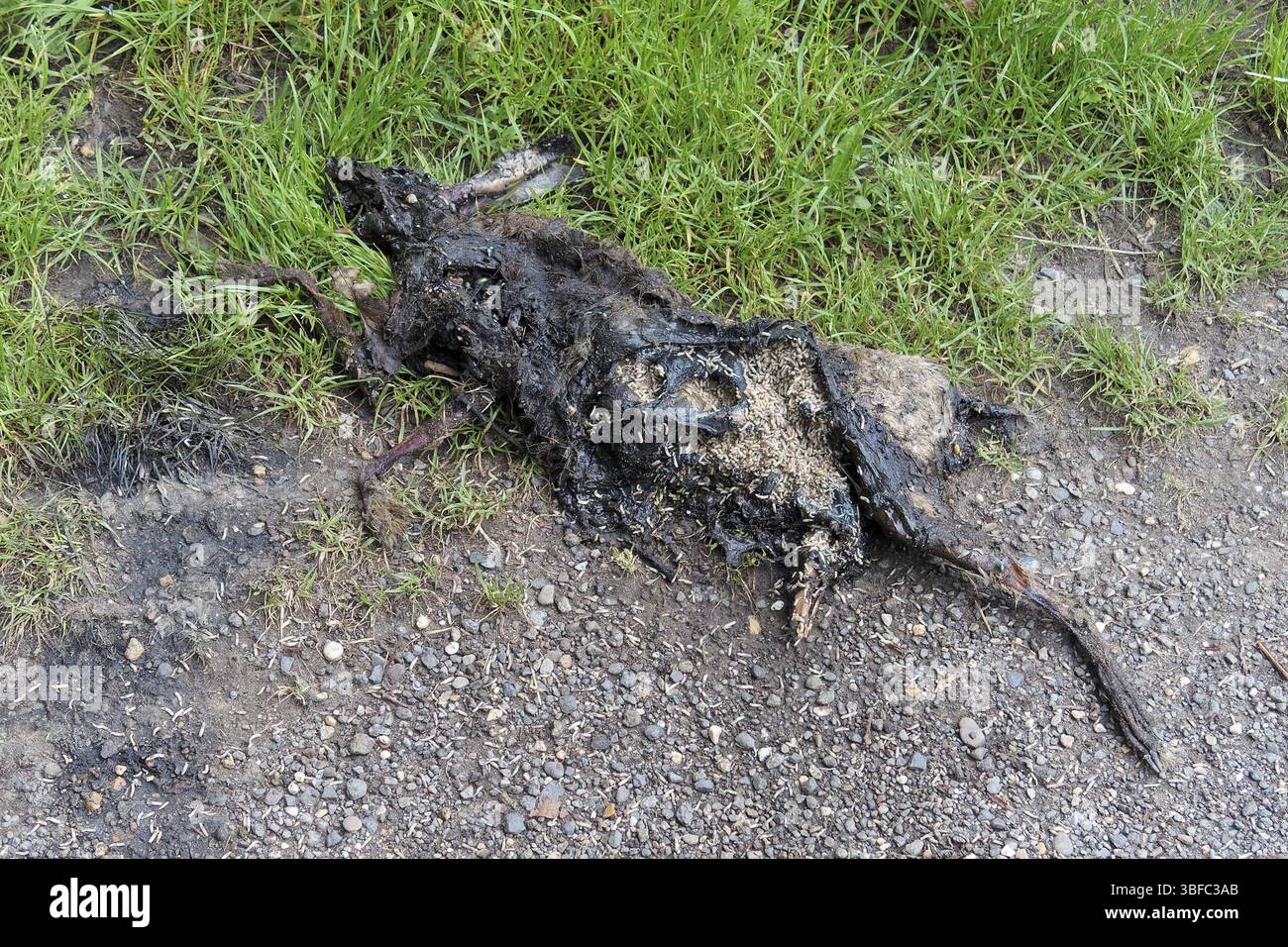 Mammal life cycle hi-res stock photography and images - Alamy
