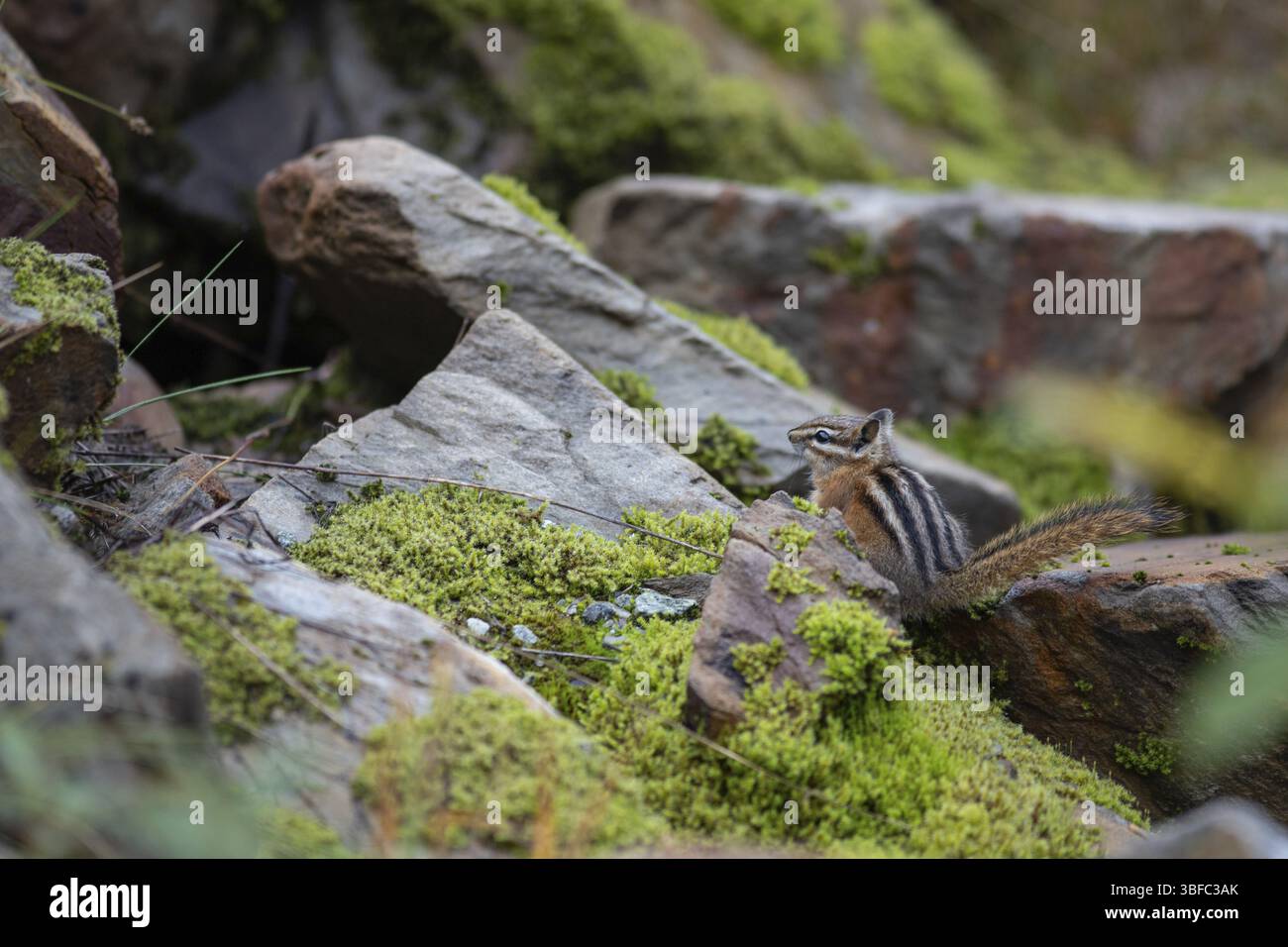 West coast usa canada hi-res stock photography and images - Alamy
