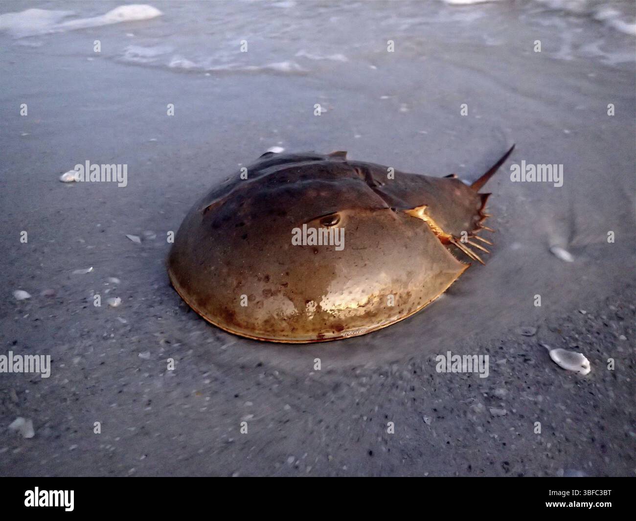 Atlantic horseshoe crab (Limulus polyphemus Stock Photo - Alamy
