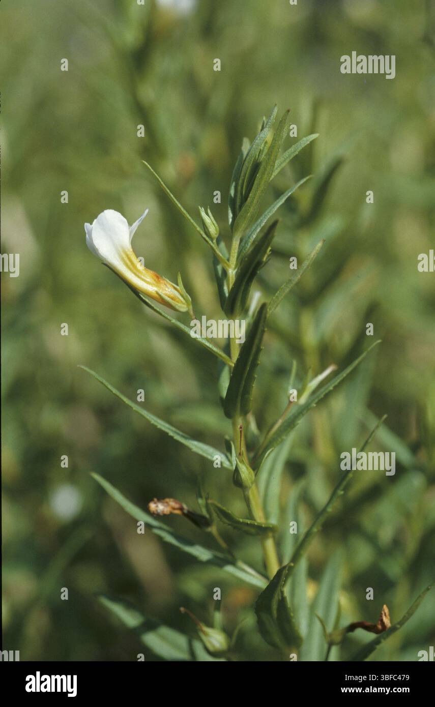 Gratiola officinalis (Gratiola officinalis Stock Photo - Alamy