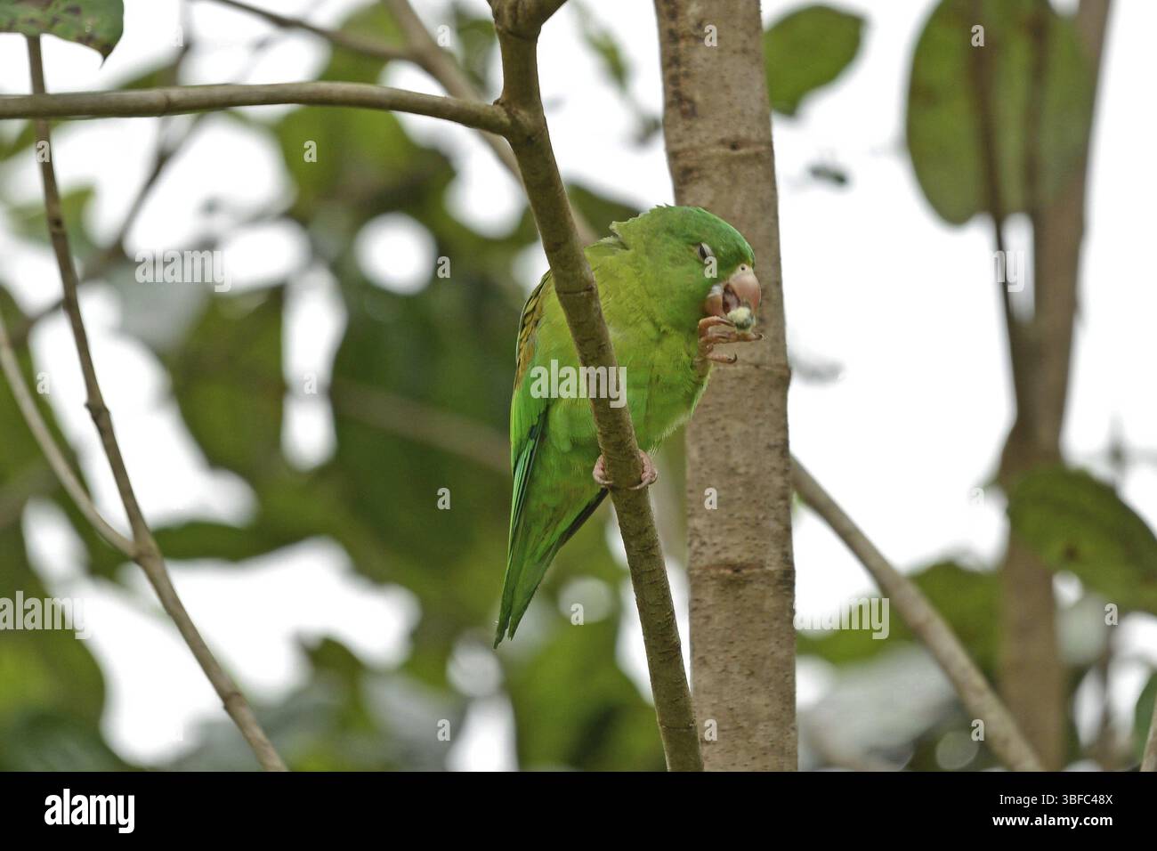 Brotogeris jugularis hi-res stock photography and images - Alamy