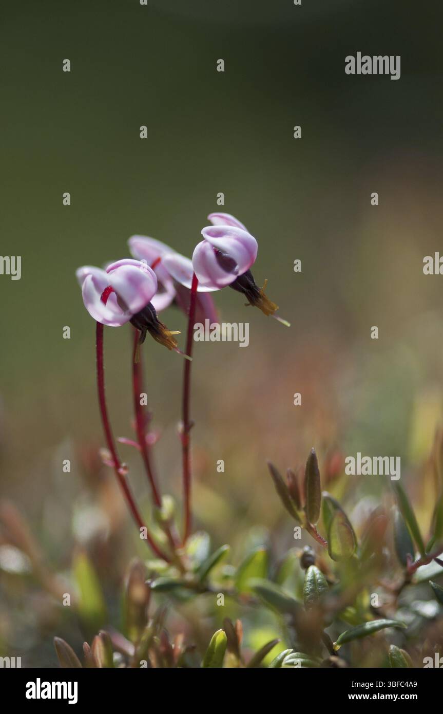 Small cranberry (Vaccinium oxycoccus Stock Photo - Alamy