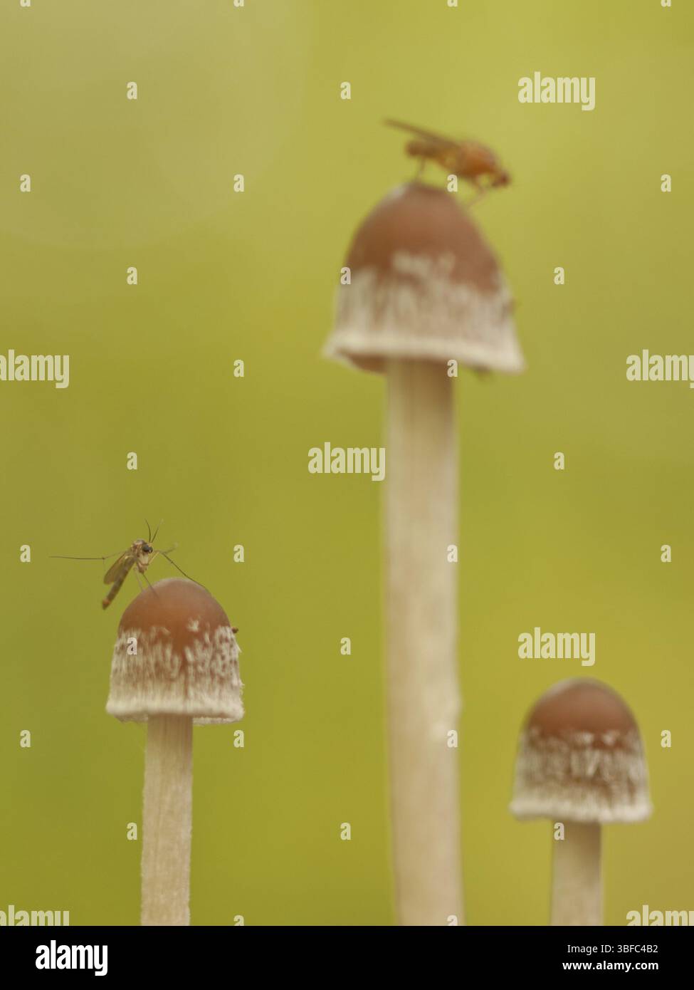 Stump Brittlestem and insects (Psathyrella piluliformis, syn. P ...