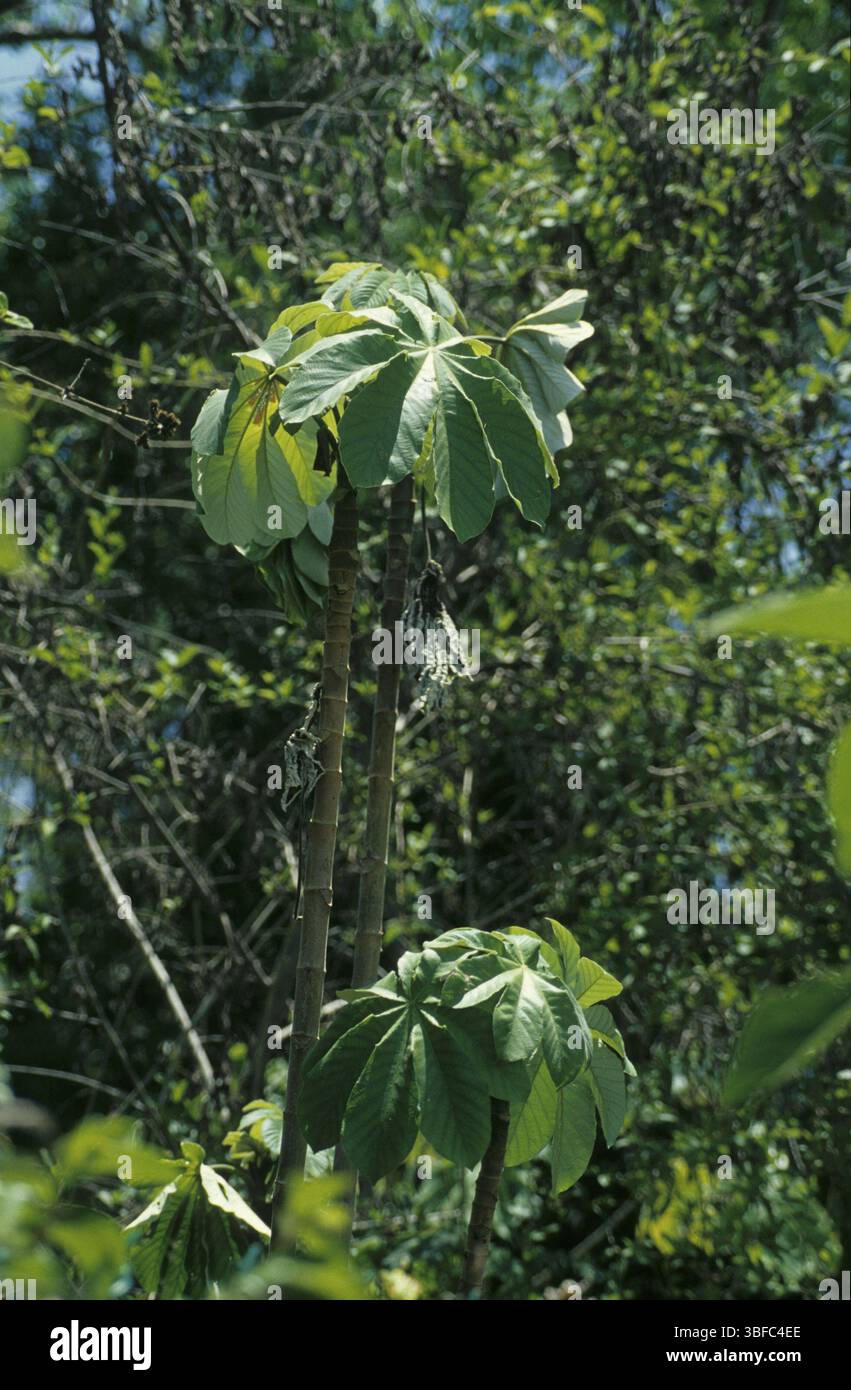 Ant tree (Cecropia sp. (obtusifolia Stock Photo - Alamy