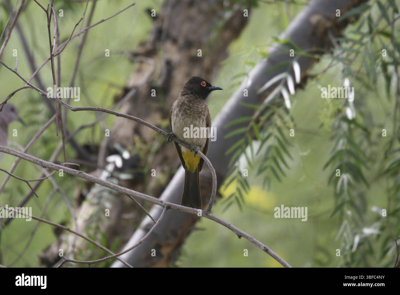 Masked Bulbul (Pycnonotus nigricans Stock Photo - Alamy
