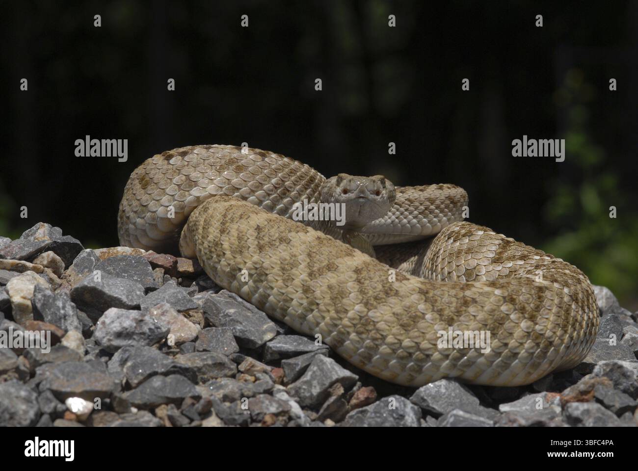Texas rattlesnake (Crotalus atrox Stock Photo - Alamy