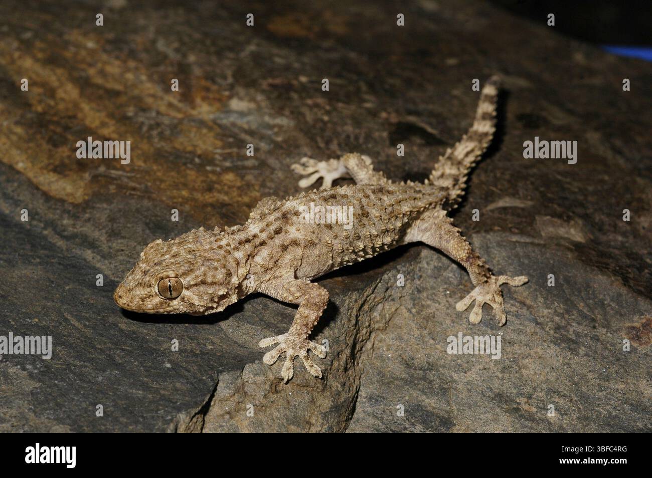 Wall gecko (Tarentola mauretanica Stock Photo - Alamy